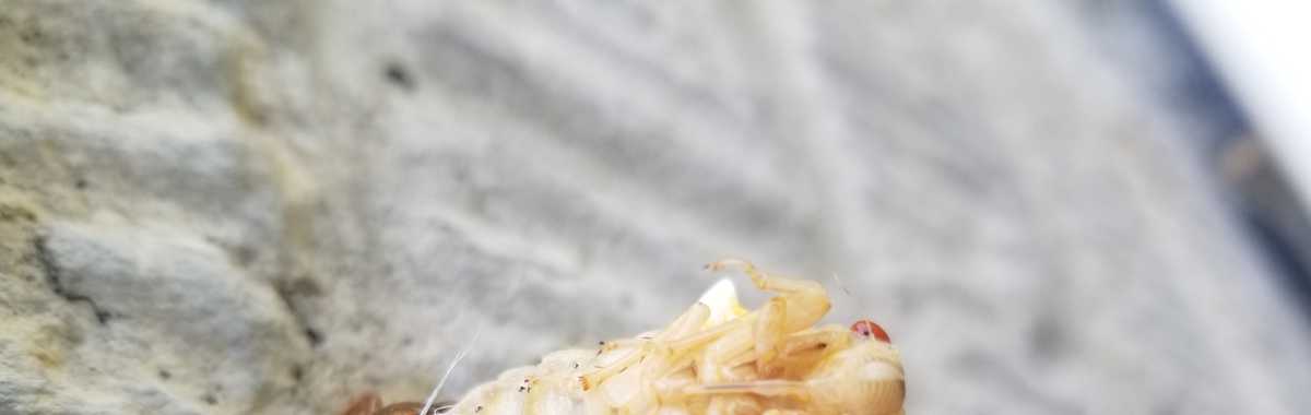 Photos: See the Brood X Cicadas emerging in Maryland