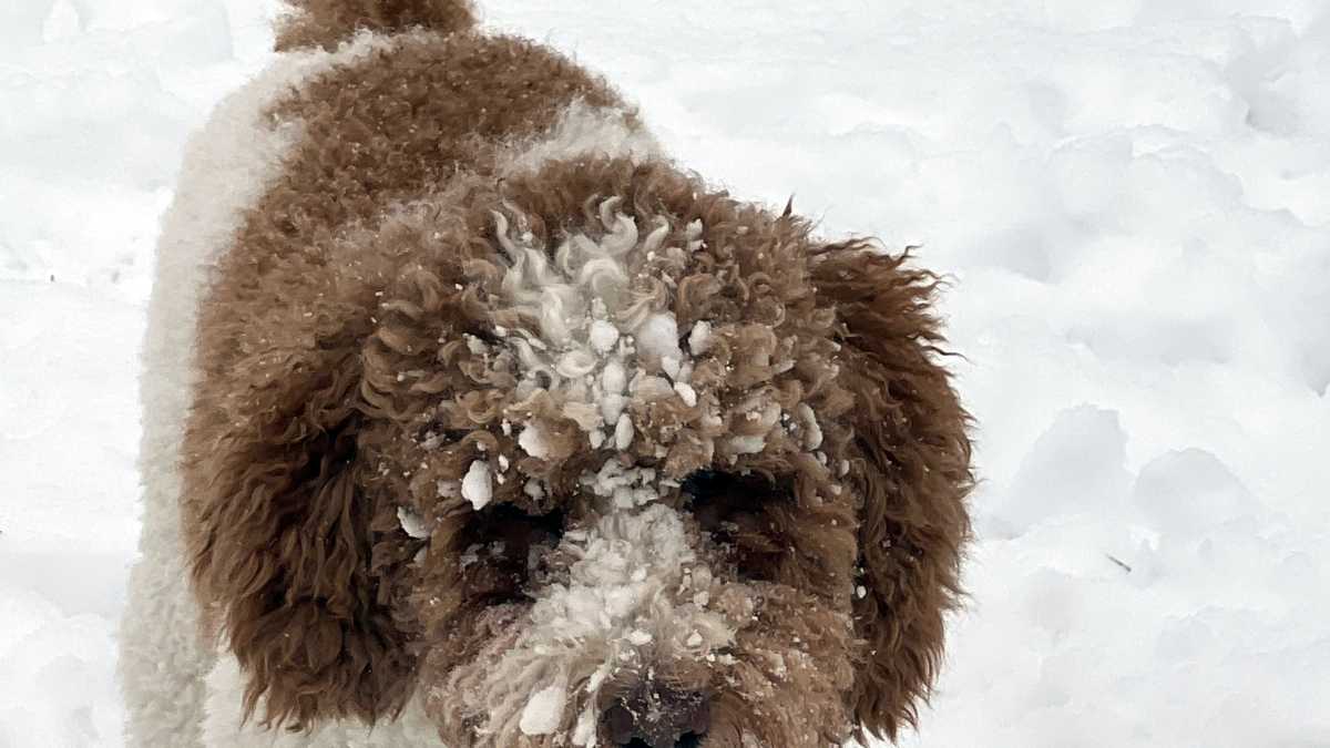 See Baltimore's first snow in 716 days in photos
