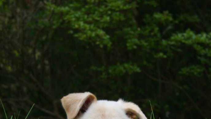 Best dog ever: WXII 12 Reporter Bill O'Neil says goodbye to beloved ...