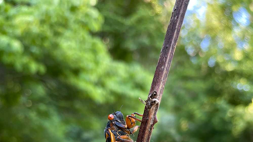 Photos: See the Brood X Cicadas emerging in Maryland