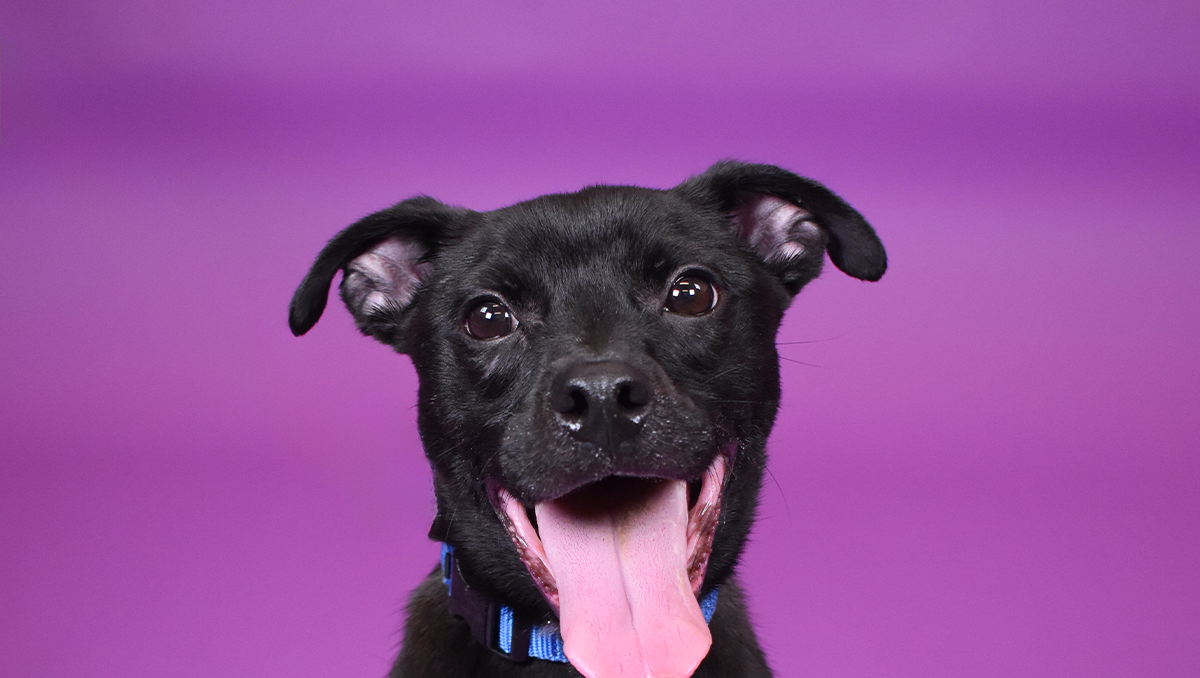 Florida Shelter dog's snaggle-toothed grin sure to make you smile