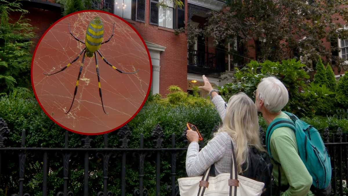 First Joro spider sighting reported in Massachusetts, marking ...