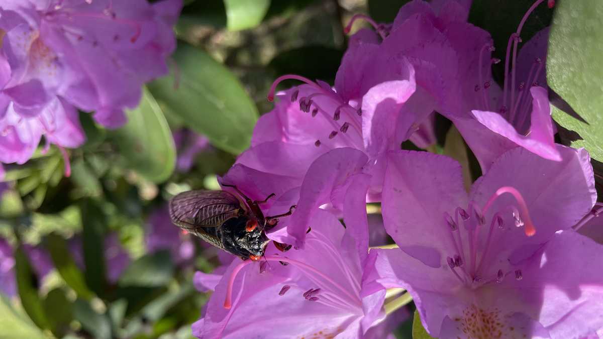 Photos: See the Brood X Cicadas emerging in Maryland