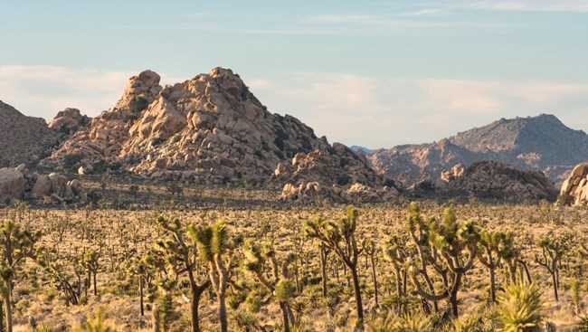 Upgrades planned for Joshua Tree to ease park crowds