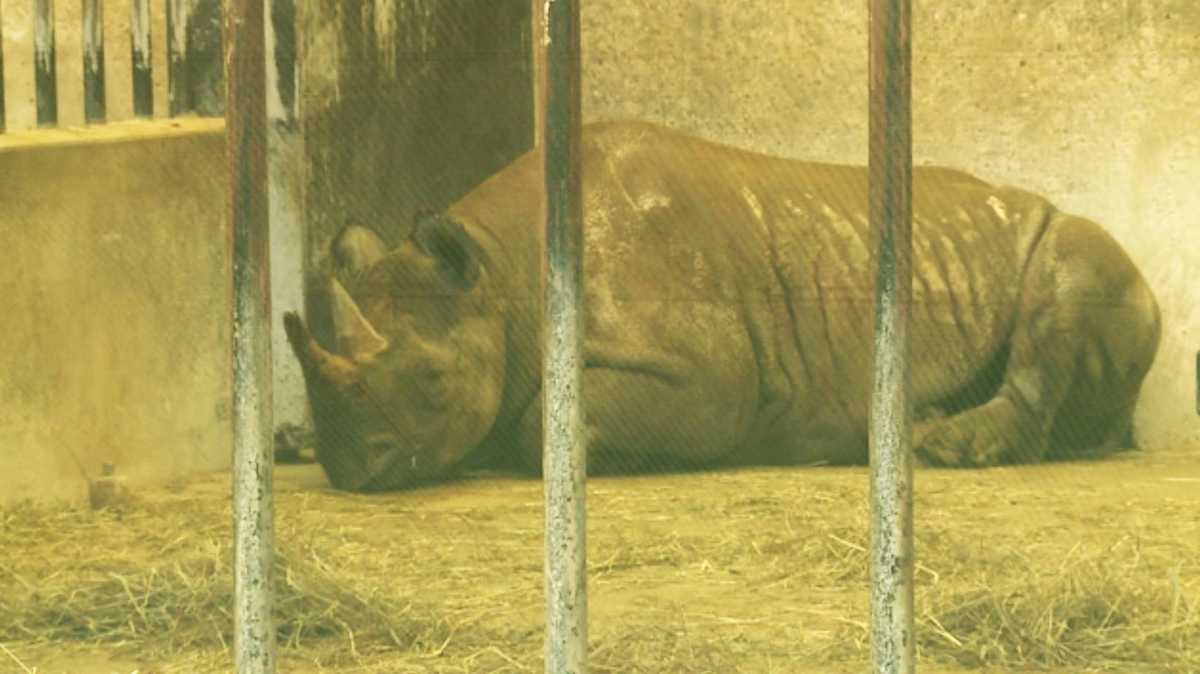 Meet Josie, the Milwaukee County Zoo's new Eastern black rhino