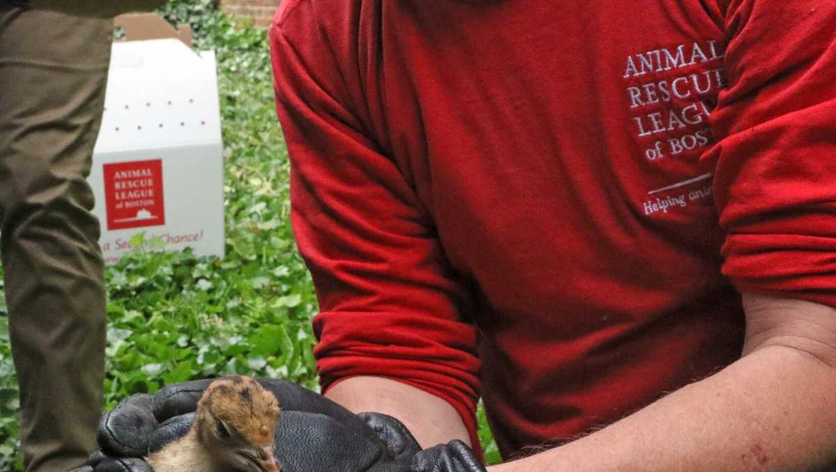 Trapped turkey chick reunited with mother hen after rescue