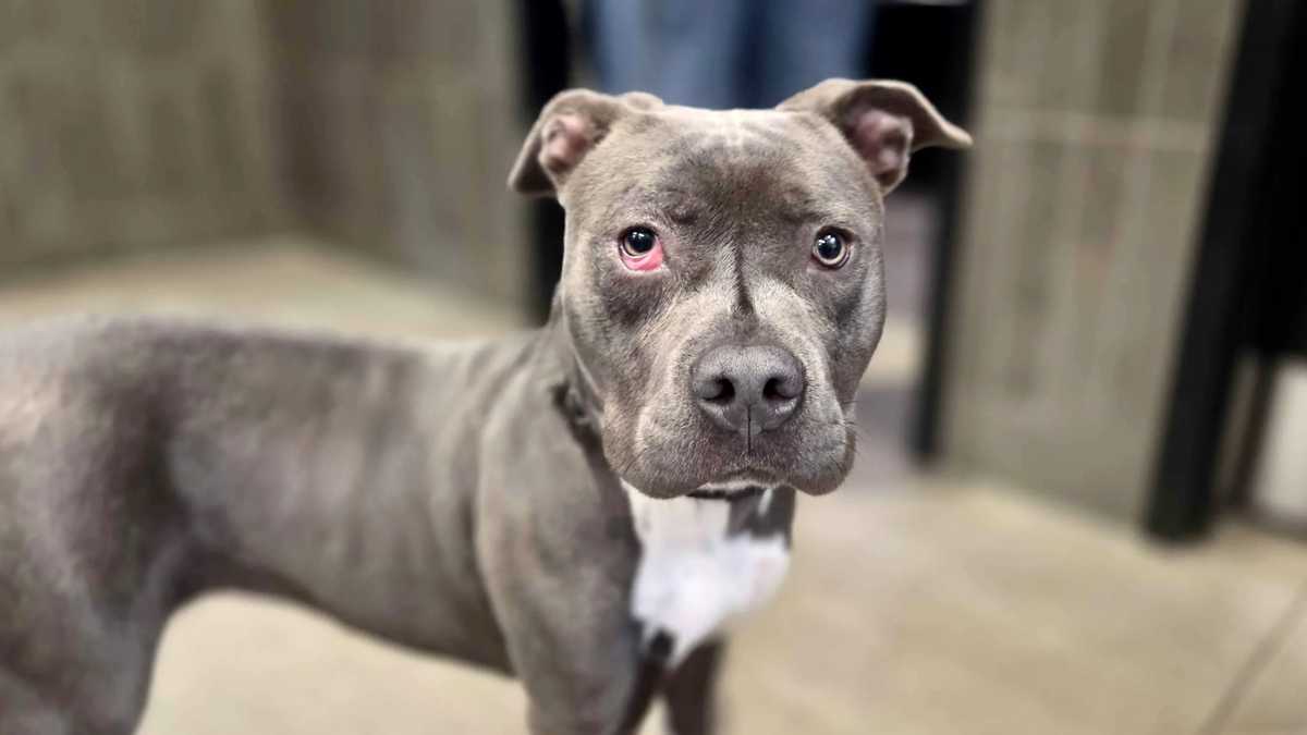Meet the Nebraska Humane Society's pet of the week
