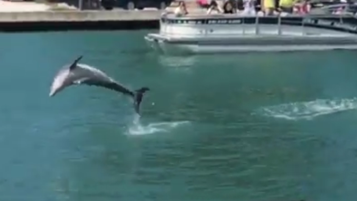 Jumping Florida dolphin puts on a show