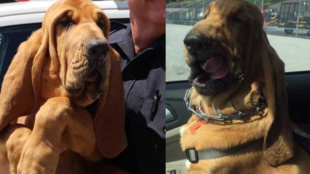 This Oklahoma sheriff’s office wants you to name its newest K9