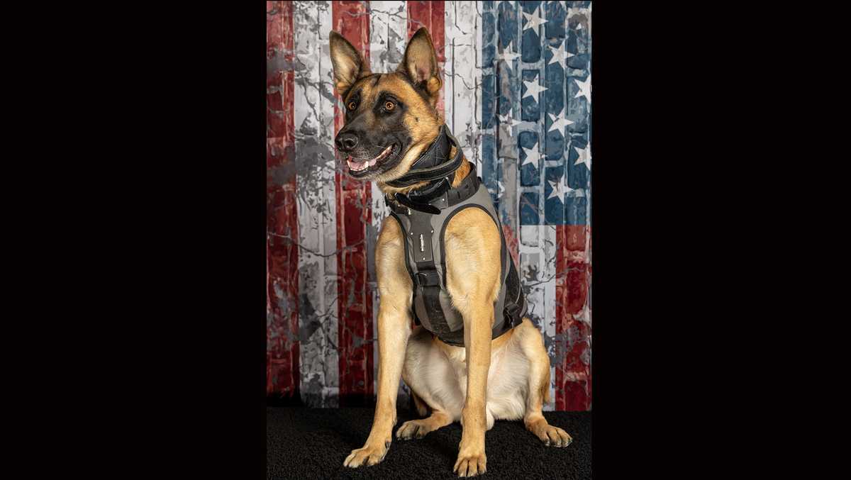 South Carolina sheriff: 13-year-old shot, killed police dog