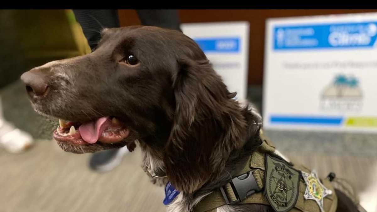 Tragic accident claims life of Orange County K9