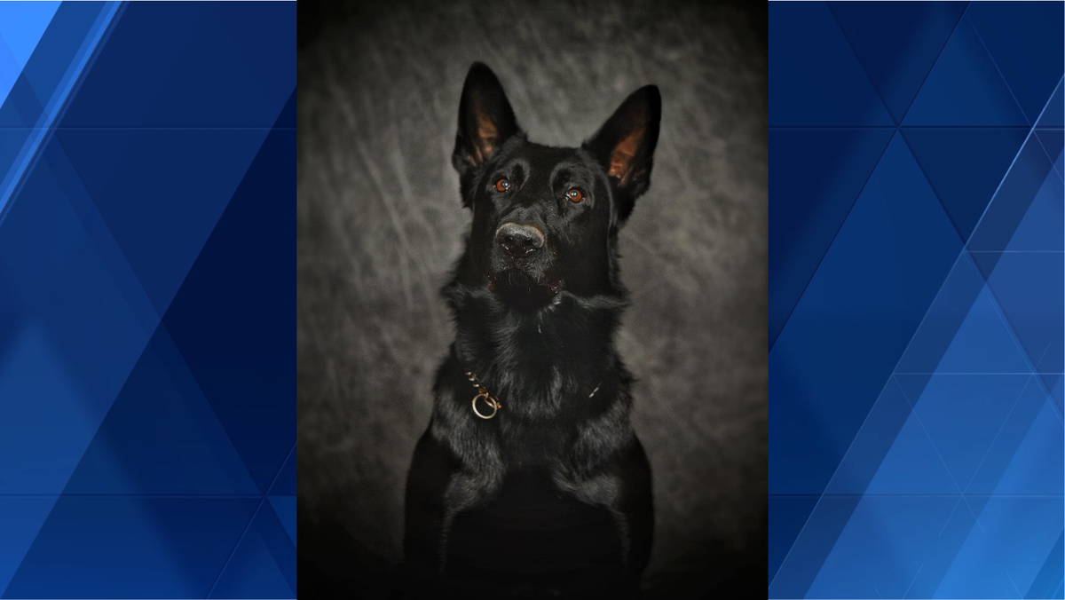 Franklin police officers bidding final farewell to K9 killed by wrong ...