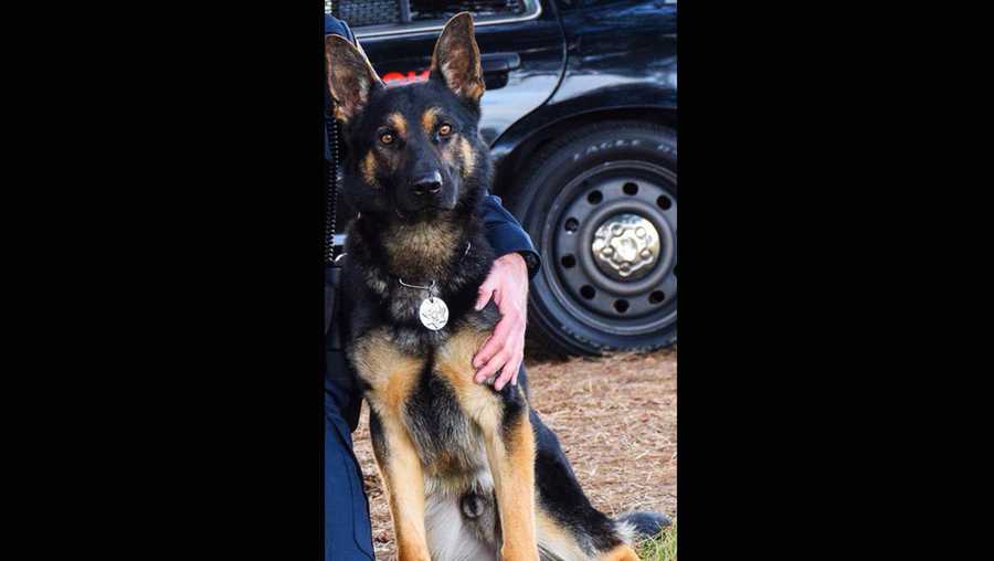 Sunnyvale police K9 stabbed to death