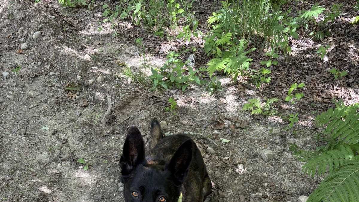 Police K9 helps find missing dog, gun after crash in Phippsburg