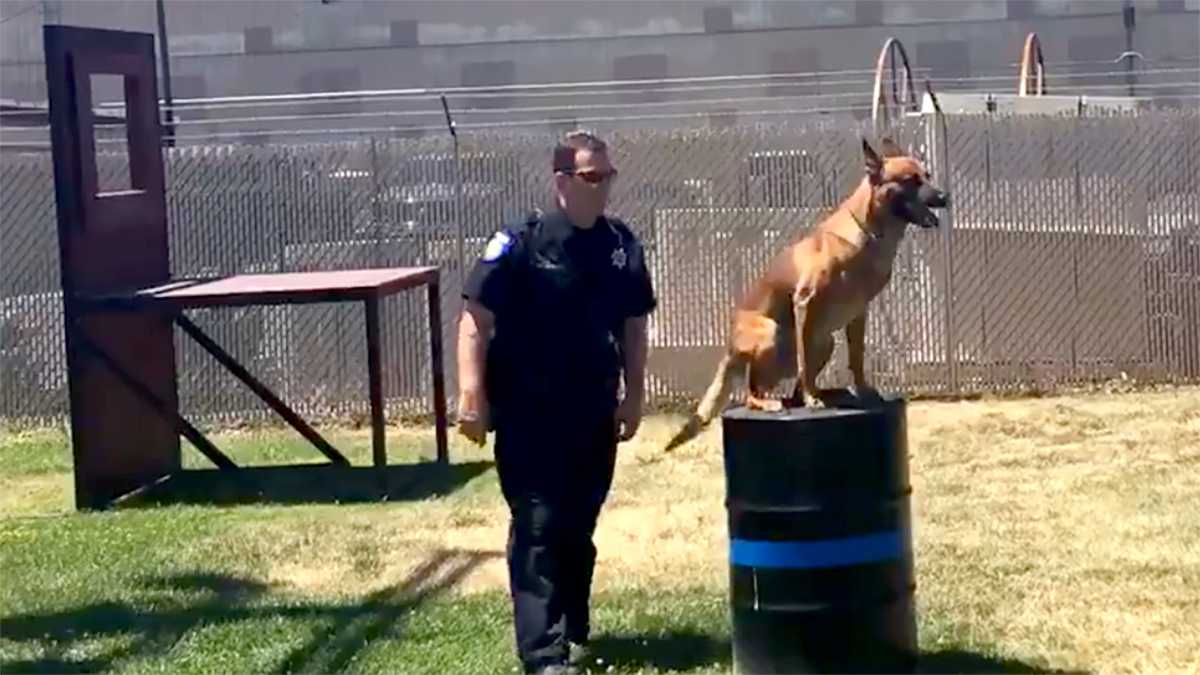 K9 officers save lives in police work, officials say