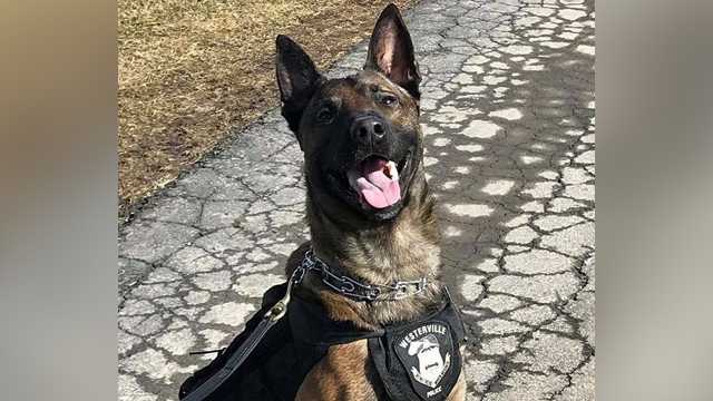 Fallen officer's K9 partner will retire, live with his widow and daughters