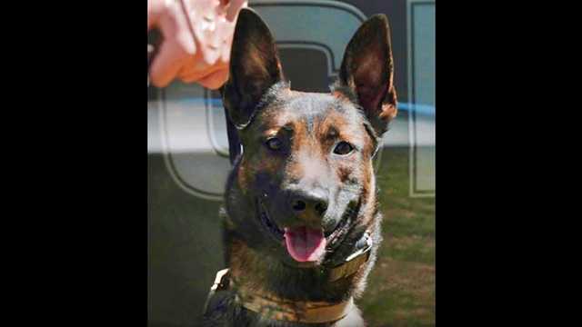 Wounded K9 treated at MSU College of Veterinary Medicine