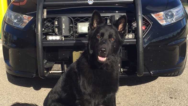 New Berlin police K9 diagnosed with terminal cancer