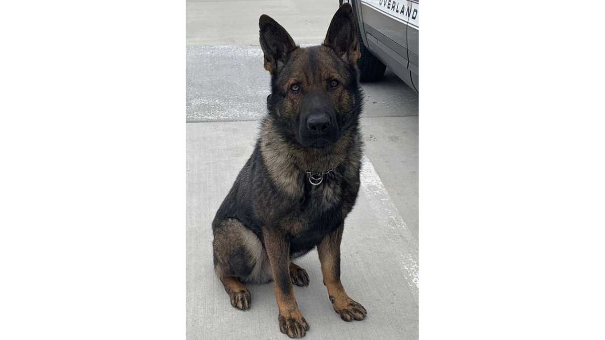 Congrats, rookie! Meet Odin, the new Overland Park police K-9