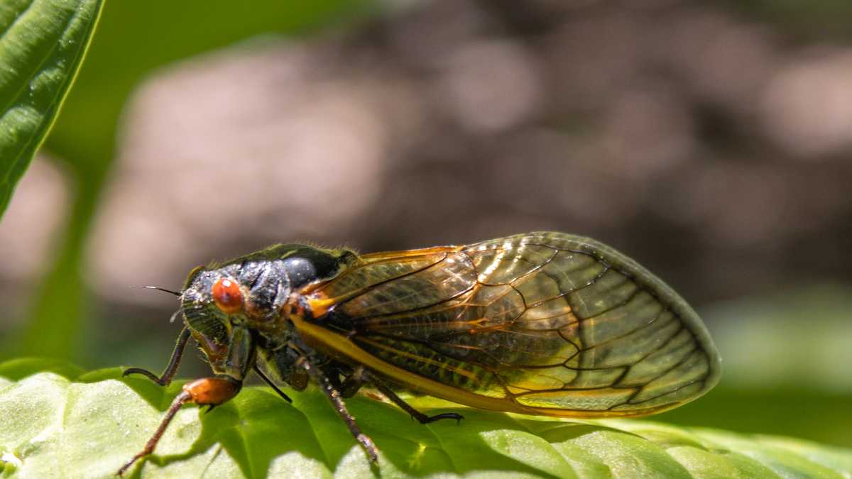 Photos: See the Brood X Cicadas emerging in Maryland