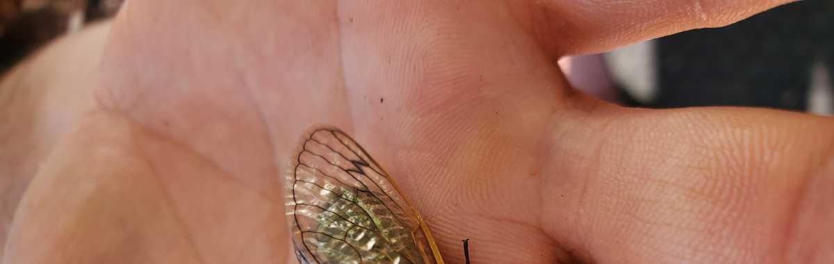Photos: See the Brood X Cicadas emerging in Maryland