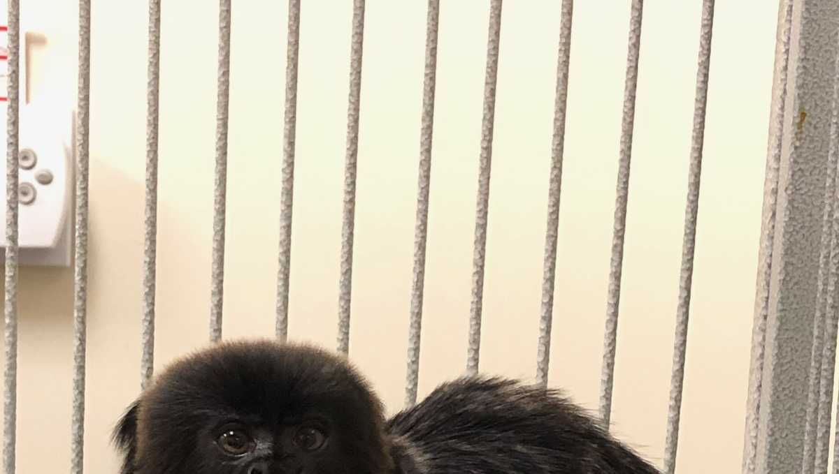 Monkey kidnapped from Palm Beach Zoo found safe
