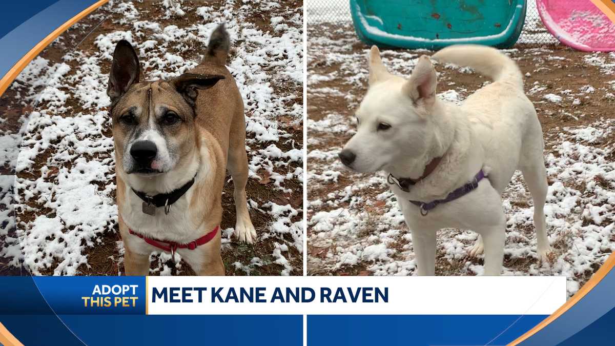 Kane and Raven will reward you with their goofy play