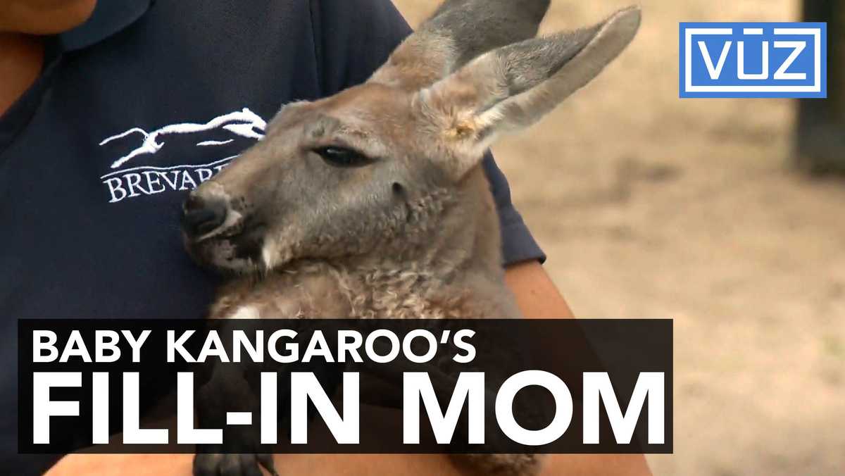 Baby kangaroo finally ready leave surrogate mom