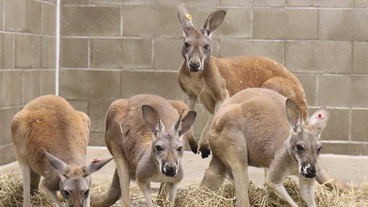 Indiana Zoo opens new exhibit where guests can walk with kangaroos
