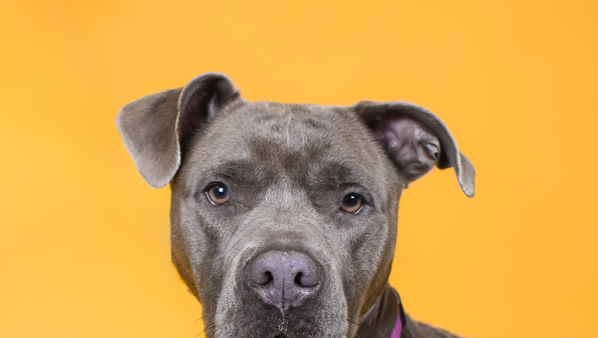 Snuggly pittie waiting for a forever home, rescue launches program to ...