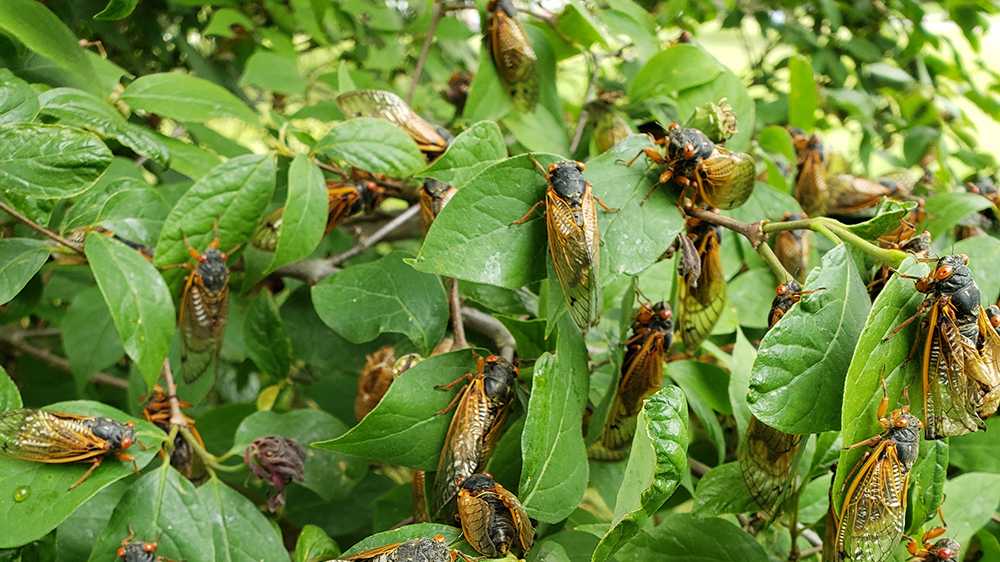 Photos: See the Brood X Cicadas emerging in Maryland