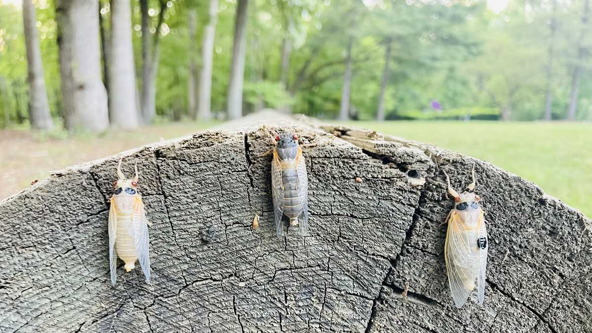 Photos: See the Brood X Cicadas emerging in Maryland