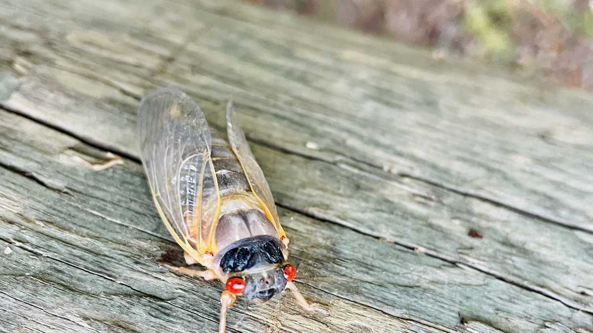 Photos: See the Brood X Cicadas emerging in Maryland