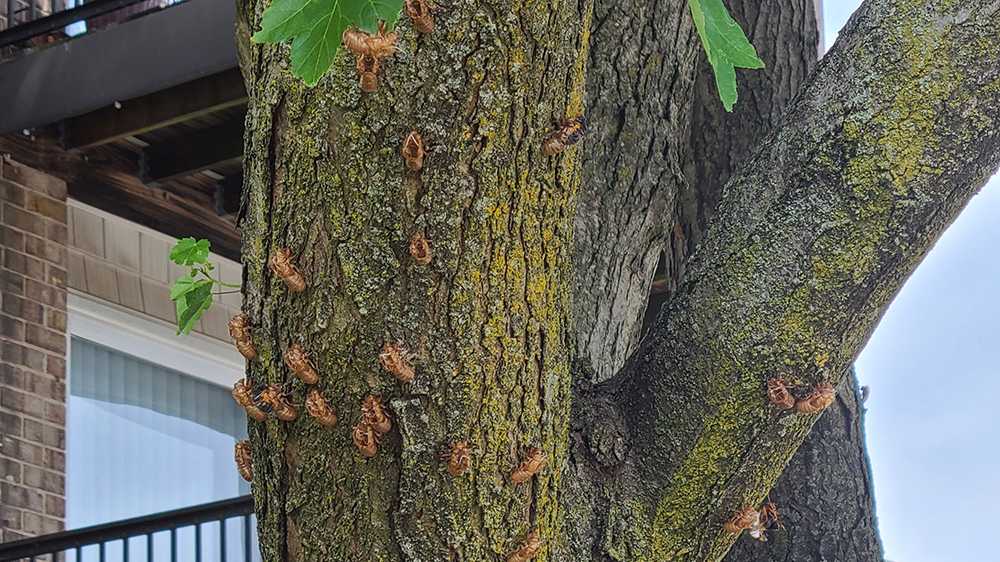 Photos: See the Brood X Cicadas emerging in Maryland