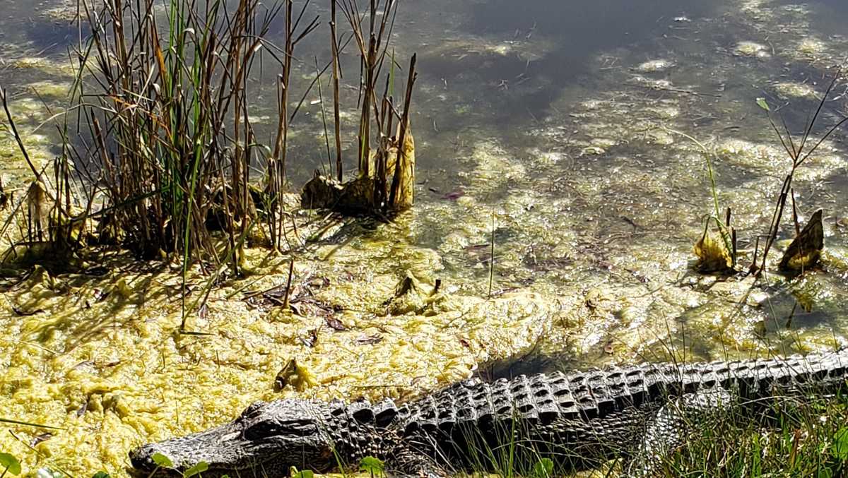 Kansas City Zoo will add new alligator habitat