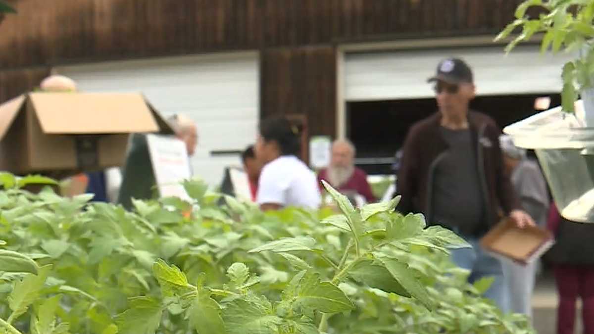 Annual Tomato Days plant sale offers low-cost plants and seeds to ...
