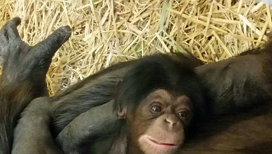 Baby chimpanzee born at Kansas City Zoo