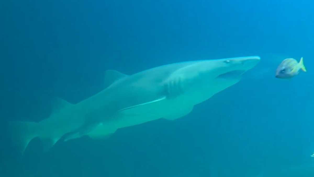Kansas City Zoo welcomes arrival of four new sand tiger sharks