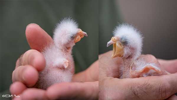 Meet the adorable 4-day-old Kea chick at the Cincinnati Zoo