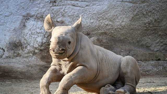Baby rhino bites patron's finger at Cincinnati Zoo