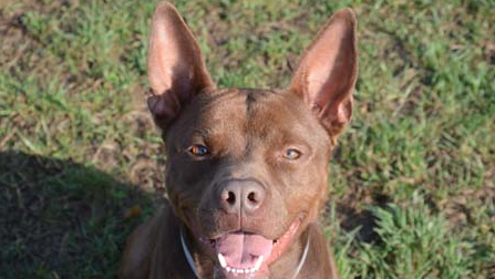 Kenny the dog has found his forever home