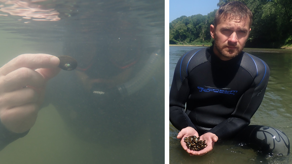 Endangered mussels released in Kentucky rivers