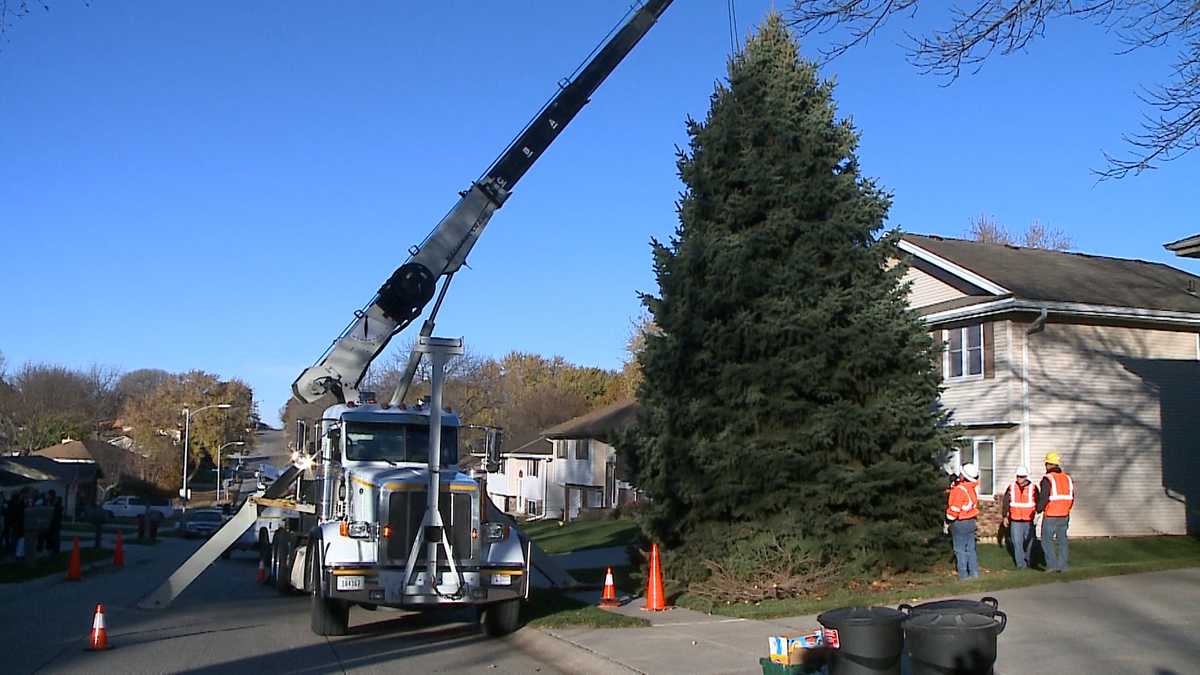 Slideshow: Durham Museum Christmas tree is harvested