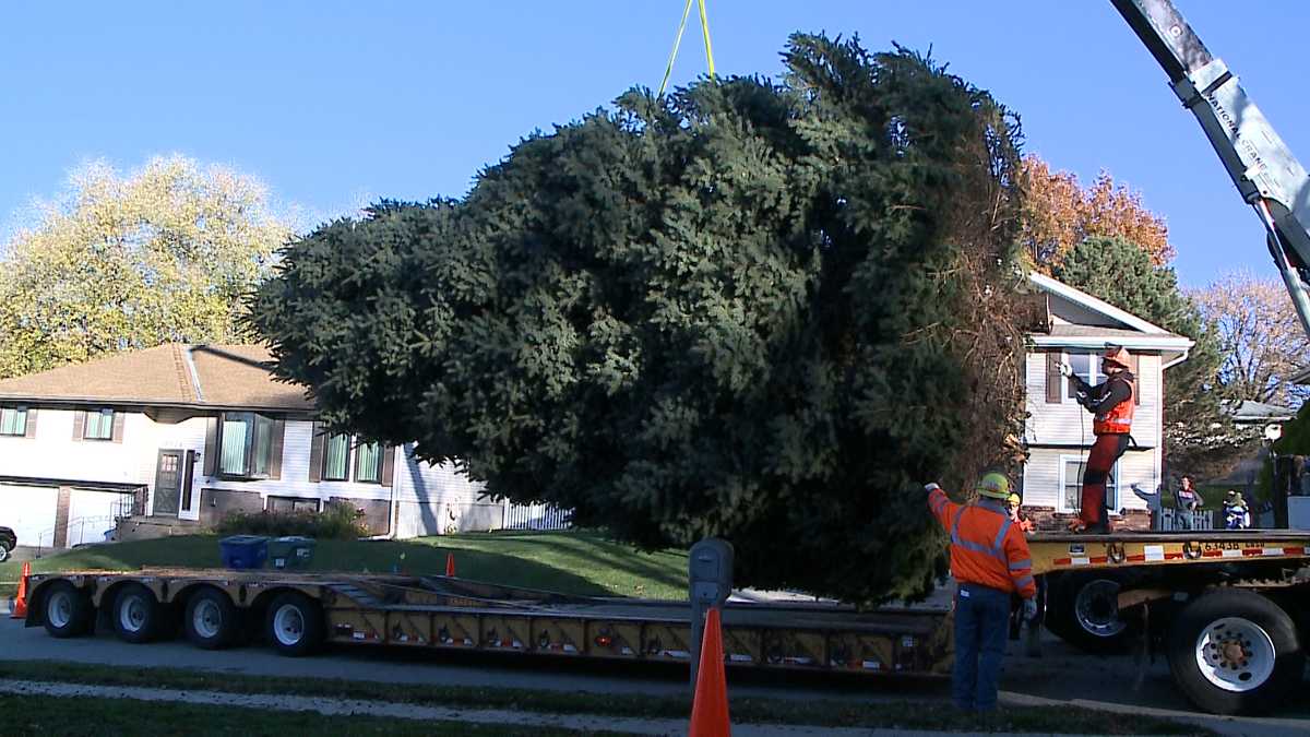 Slideshow: Durham Museum Christmas tree is harvested
