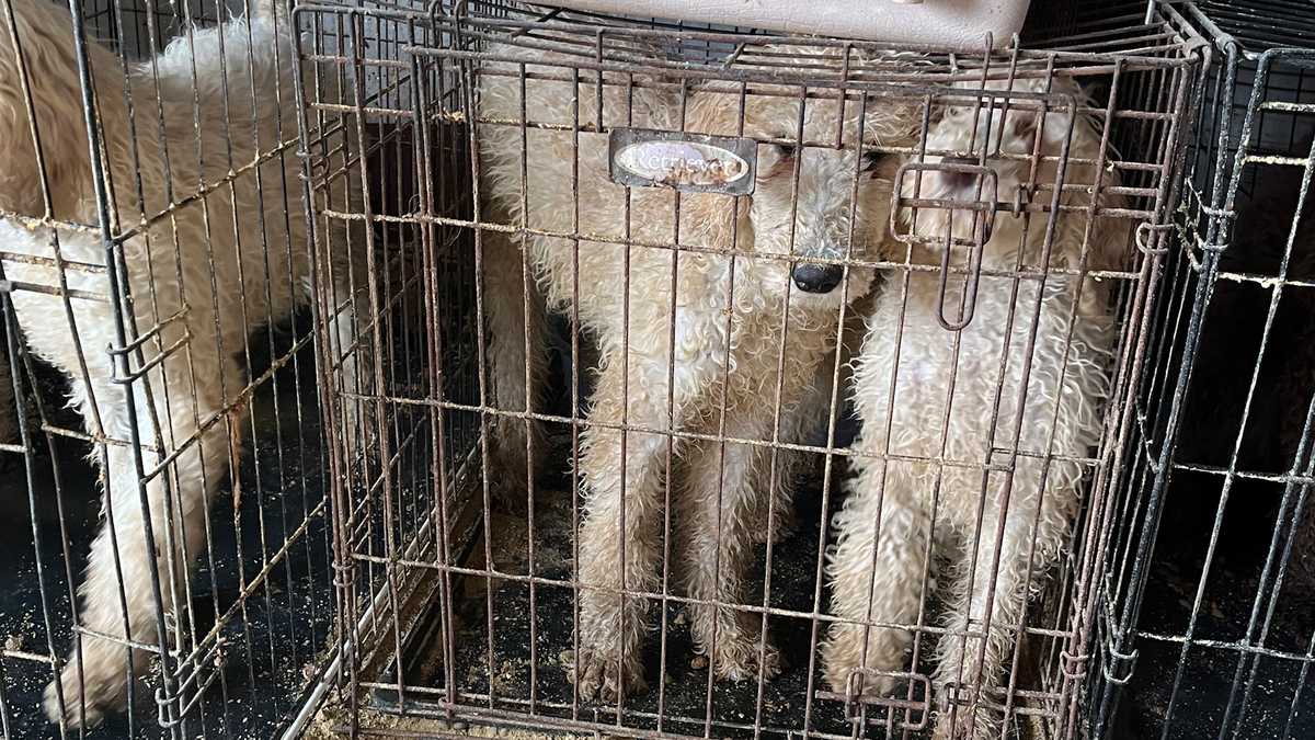 Lancaster County deputies seize 28 dogs from home in Malcolm