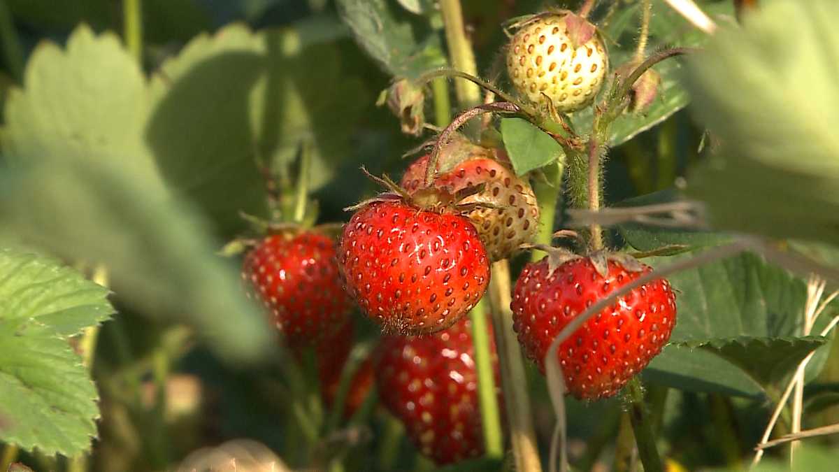 Enjoying berry-picking season at the Bellevue Berry Farm
