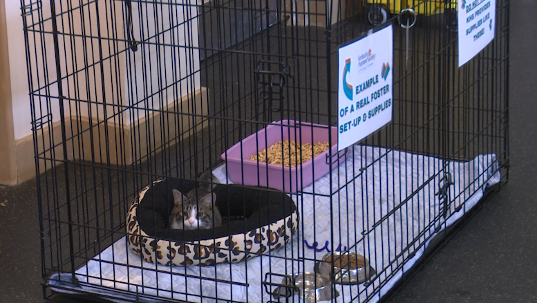 Kentucky Humane Society hosts Foster Open House encouraging help for ...