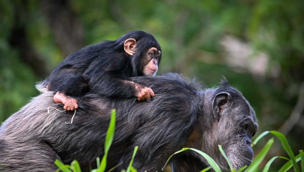 OKC Zoo's 7-month-old chimpanzee available for public viewing