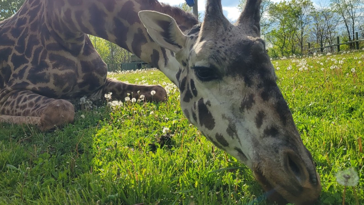 Craig the elephant has died - Miscellaneous and Personal Stuff I Must ...