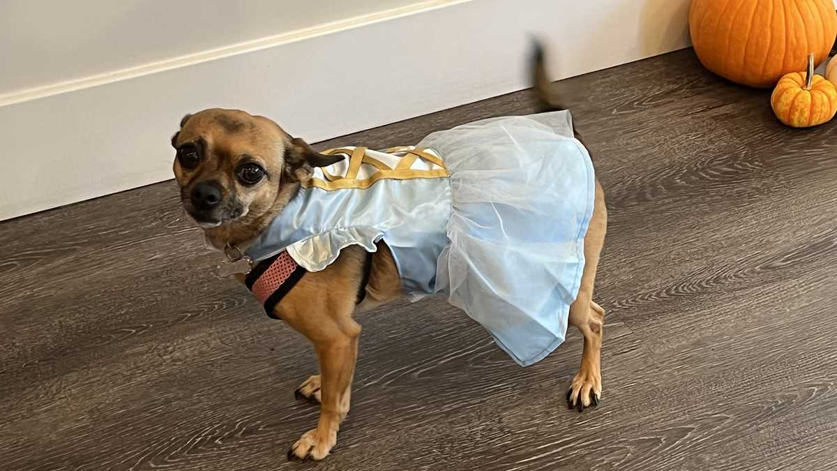 Celebrating National Puppy Day at WGAL